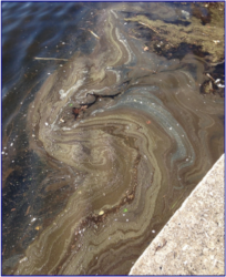 Harmful Algal Blooms - Kentucky Energy and Environment Cabinet
